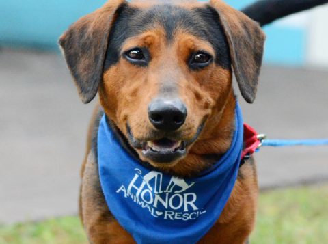 About | Nate's Honor Animal Rescue | About Us | Animal Shelter Florida