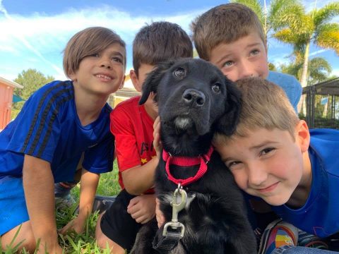 Get Involved | Nate's Honor Animal Rescue | Volunteer Opportunities