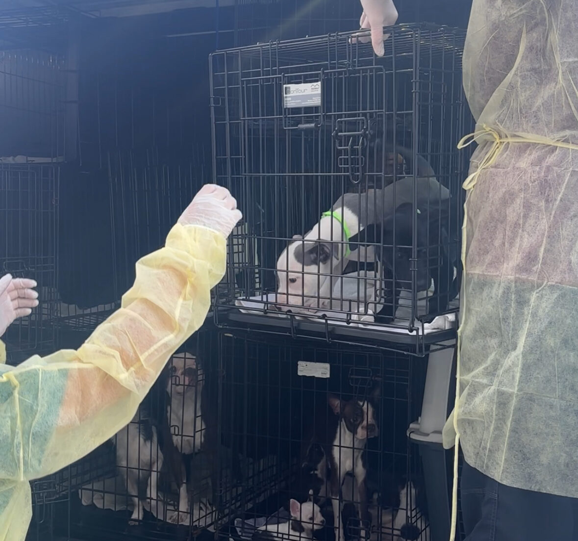 Nate's Rescues 26 Dogs from Unsafe Living Conditions - Nates Honor ...