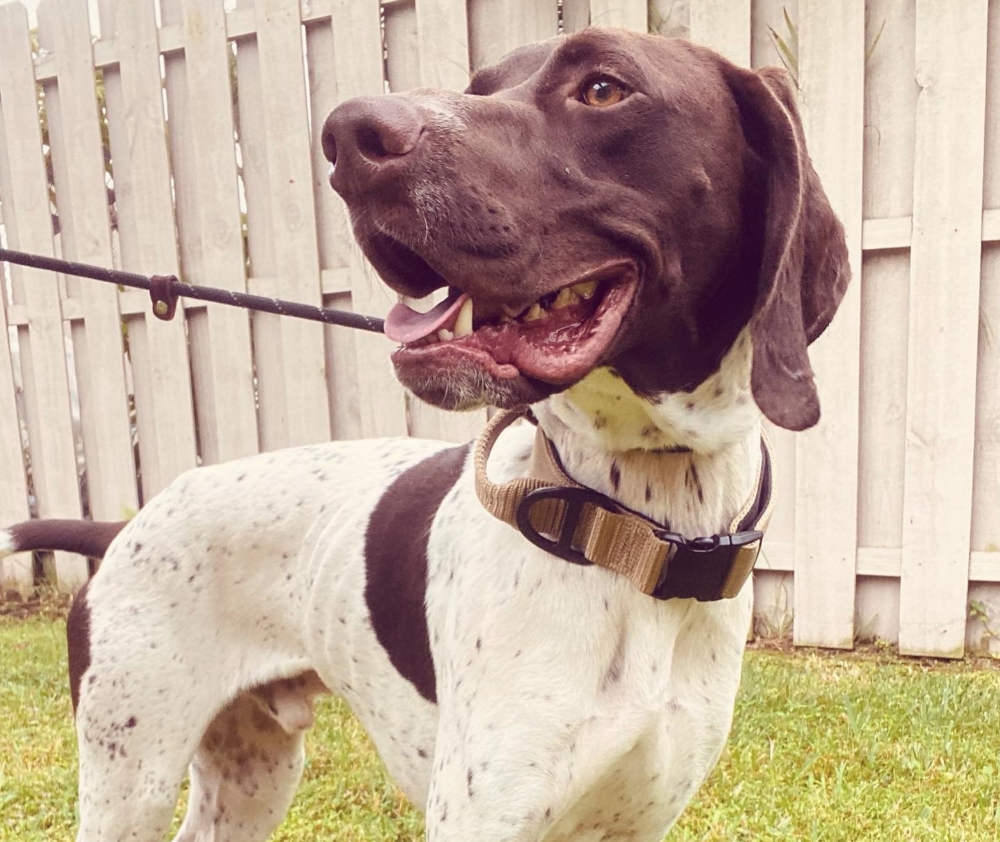 From "failed" hunting dog to forever friend - Nates Honor Animal Rescue ...